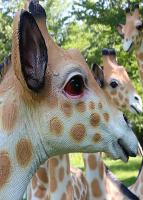 China Simulation Fiberglass Life Size Giraffe Sculpture Statues For Outside Landscape for sale