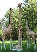 China Simulation Fiberglass Life Size Giraffe Sculpture Statues For Outside Landscape for sale