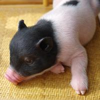 China Custom Made MINI  Cute Piggy Realistic Animals Silicone Wax Sculpture for sale