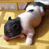 China Custom Made MINI  Cute Piggy Realistic Animals Silicone Wax Sculpture for sale