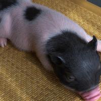 China Custom Made MINI  Cute Piggy Realistic Animals Silicone Wax Sculpture for sale