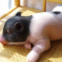 China Custom Made MINI  Cute Piggy Realistic Animals Silicone Wax Sculpture for sale