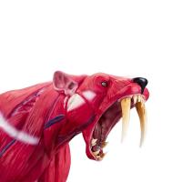 China Customized Resin Animal Statue Fiberglass Saber Tooth Tiger Statue for sale