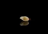 China High strength Ceramic Dentures designed for cosmetic smile enhancement implant supported crowns and bridgework applications for sale