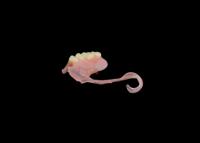 China No Metal Showing Hypoallergenic Flexible Partial Denture with 3-Day Turnaround for Comfortable Dental Restoration for sale