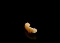 China Highly Compatible Ceramic Dental Prosthetics Providing Optimal Strength and Natural Look for Effective Dental Treatments for sale