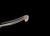 China Durable Emax Pressed Veneer Ideal for Dental Restoration Applications Offering Precision Fit and Long Lasting Strength for sale
