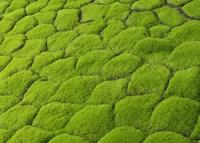 China High Simulation Silk PE Artificial Moss Mat Panels 40*60cm for sale