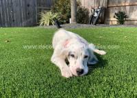 China No Fading Lead-Free Non-Toxic Soft Fake Artificial Grass For Pets for sale