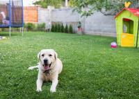 China Pet-Friendly Artificial Playground Padded Turf For Dogs UV Resistant for sale