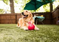 China Pet-Friendly Artificial Playground Padded Turf For Dogs UV Resistant for sale