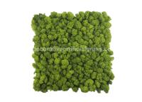 China Natural Lichen Moss Green Tiles Wall Mat Backdrop 30cm*30cm 50cm*50cm for sale