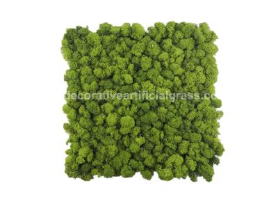 China Natural Lichen Moss Green Tiles Wall Mat Backdrop 30cm*30cm 50cm*50cm for sale
