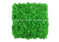 China Natural Lichen Moss Green Tiles Wall Mat Backdrop 30cm*30cm 50cm*50cm for sale