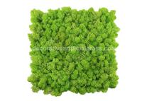 China Natural Lichen Moss Green Tiles Wall Mat Backdrop 30cm*30cm 50cm*50cm for sale