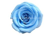 China Dehydrated Eternal Long Lasting Roses In A Box Non-Toxic for sale