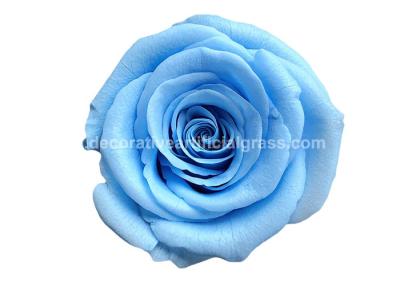 China Dehydrated Eternal Long Lasting Roses In A Box Non-Toxic for sale