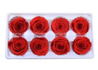 China Dehydrated Eternal Long Lasting Roses In A Box Non-Toxic for sale
