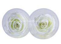 China Ecuador Preserved Rose Head Long Life Roses For Party Event Decoration for sale