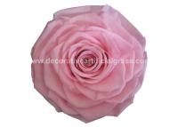 China 100% Real A Grade Preserved Long Lasting Rose Flower For Wedding Decoration for sale