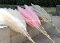 China 30cm 45cm 50cm Preserved Fresh Flowers Pampas Grass Natural Dried for sale