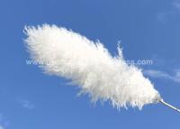 China DIY Projects Preserved Fresh Flowers Pampas Dried Decor OEM ODM for sale
