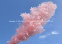 China DIY Projects Preserved Fresh Flowers Pampas Dried Decor OEM ODM for sale