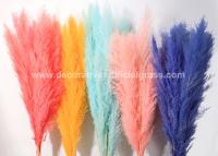 China 40cm 50cm 60cm Preserved Fresh Flowers Natural Dried Fluffy Pampas Grass for sale