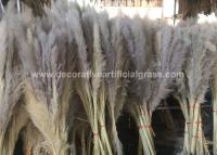 China 40cm 50cm 60cm Preserved Fresh Flowers Natural Dried Fluffy Pampas Grass for sale