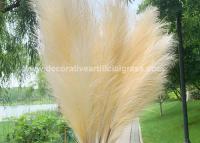 China 60cm Preserved Fresh Flowers Home Decor Natural Dried Pampas for sale