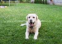China No Fading Lead-Free Non-Toxic Soft Fake Artificial Grass For Pets for sale