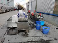 China Design Alfalfa / Micro Greens Vegetable Bubble Washing Machine for Food Beverage Shops for sale