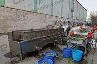 China Design Alfalfa / Micro Greens Vegetable Bubble Washing Machine for Food Beverage Shops for sale