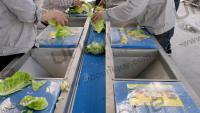 China 2021 Style Vegetable Fruit Helix Washing Processing Line for Commercial Applications for sale