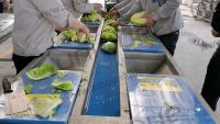 China Fruit and Vegetables Vegetable Salad Washing Line with 5000 KG Processing Efficiency for sale