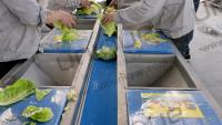 China Versatile Stainless Steel Vegetable Conveying and Picking Table for Hotels 220v/380v for sale