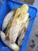 China Powerful Stainless Steel 304 Mooli Peeler Machine for Kimchi Daikon Processing Needs for sale