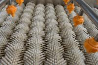 China 2.25 kw Oyster Vegetable Brush Washer for Yam and Malanga Washing in Large Scale for sale