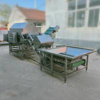 China Industrial 304 Stainless Steel Onion Peeling Machine with 3 kW Power and 380V Voltage for sale
