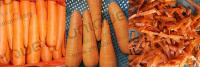 China Carrot Processing Machine for Precise Carrot Skin Peeling 1930*500*1050 mm for sale