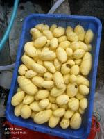 China Vegetable Peeling Machine for Restaurant Root Vegetables in Peel Processing Line for sale