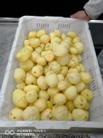 China Sweet Potato Peeling and Washing Machine for Commercial Voltage 220v/380v/Customized for sale
