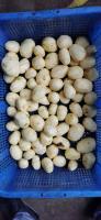 China Customized Voltage Potato Washing and Peeling Machine for Food Processing Industries for sale