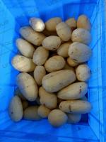 China Customized Voltage Potato Washing and Peeling Machine for Food Processing Industries for sale