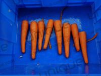 China Stainless Steel 304 Peeling Machine for Root Vegetables like Potato Carrot and Radish for sale