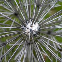 China 304 316 Stainless Steel Yard Art Electroplate Dandelion Shape For Garden for sale