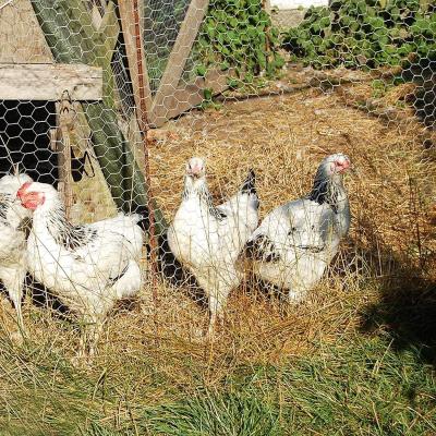 China Galvanised Iron Chicken BWG18 Wire Mesh Hexagonal Pvc Normal Twisted for sale