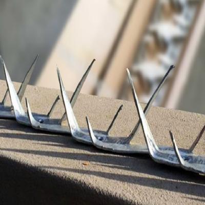 China Hot Dipped Galvanized Fence Security Spikes razor wall spikes 1.25M non rusting for sale