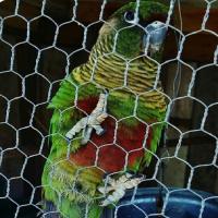 China Bwg 18-22 Reverse Twist Rabbit Galvanized Hexagonal Wire Mesh for sale