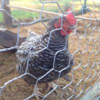 China Chicken 0.5mm Hexagonal Iron Wire Mesh Galvanized Normal Twist for sale